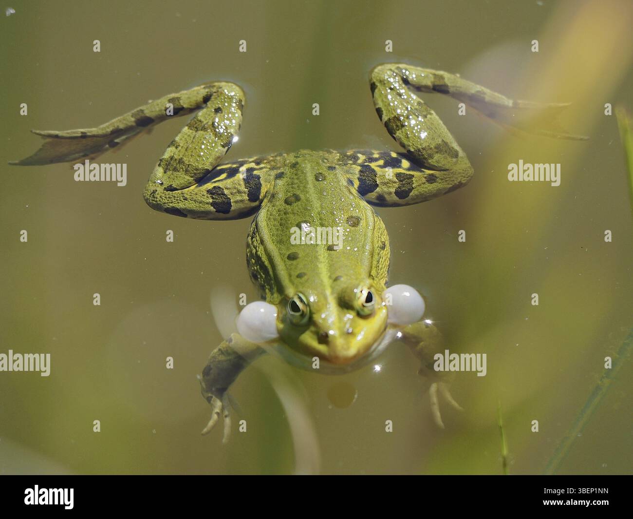 Pool frog (Pelophylax lessonae Rana lessonae Stock Photo - Alamy