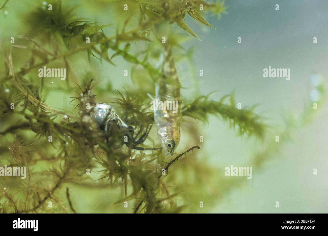 Water spider with preyed stickleback (Argyroneta aquatica Stock Photo ...