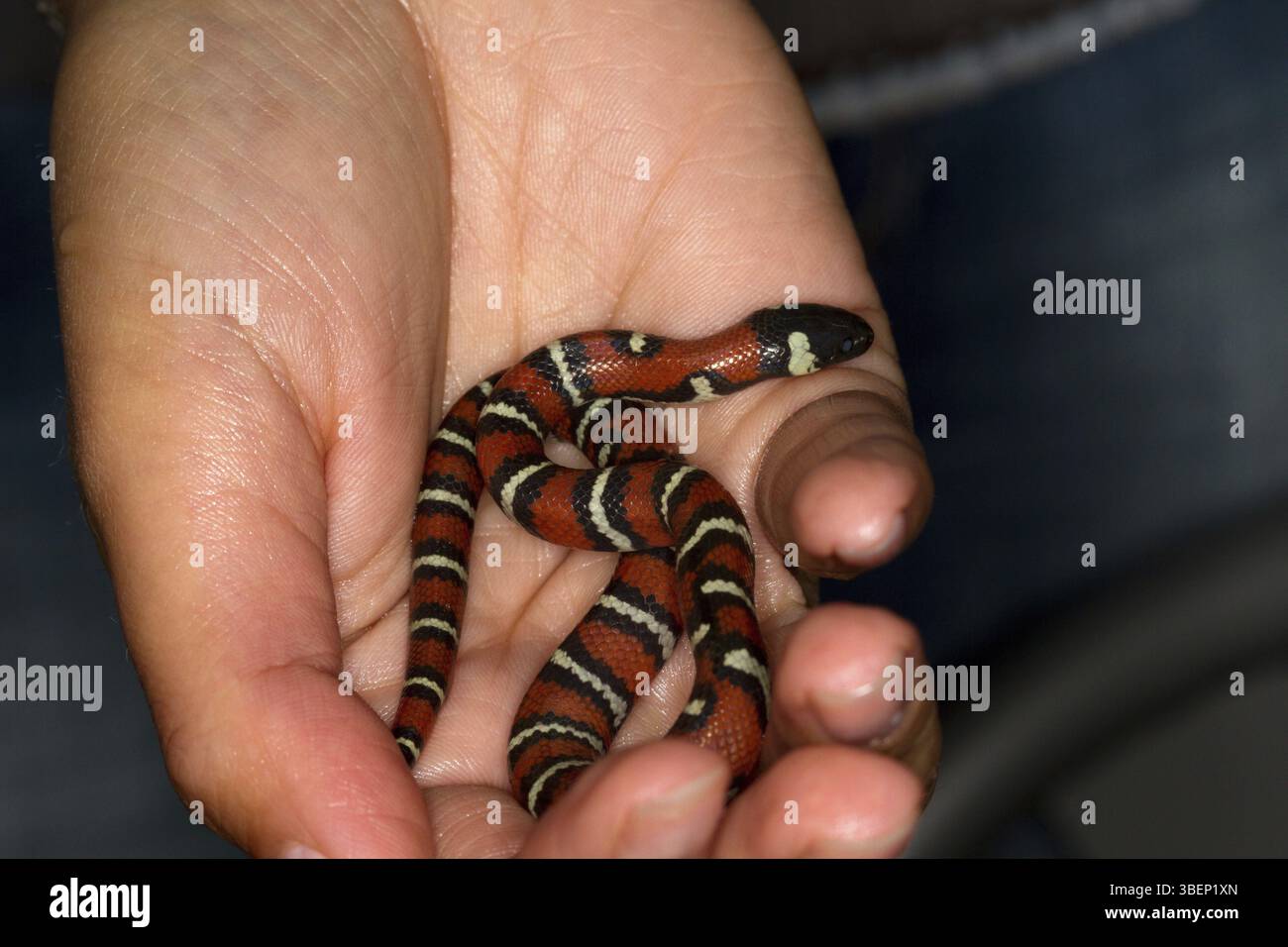 Triangular snake - young animal in the hand (Lampropeltis triangulum ...