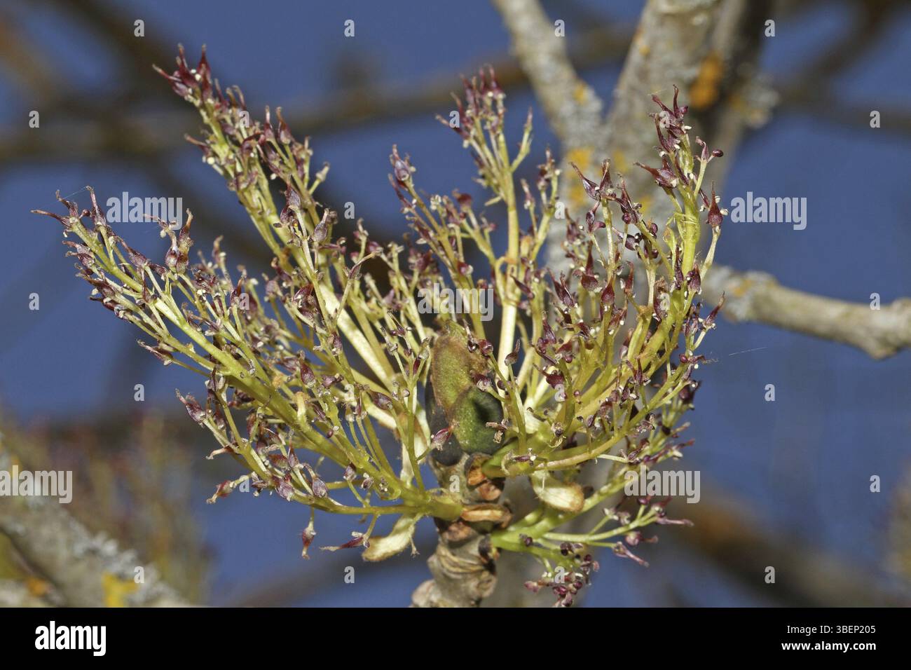 European ash (Fraxinus excelsior Stock Photo - Alamy