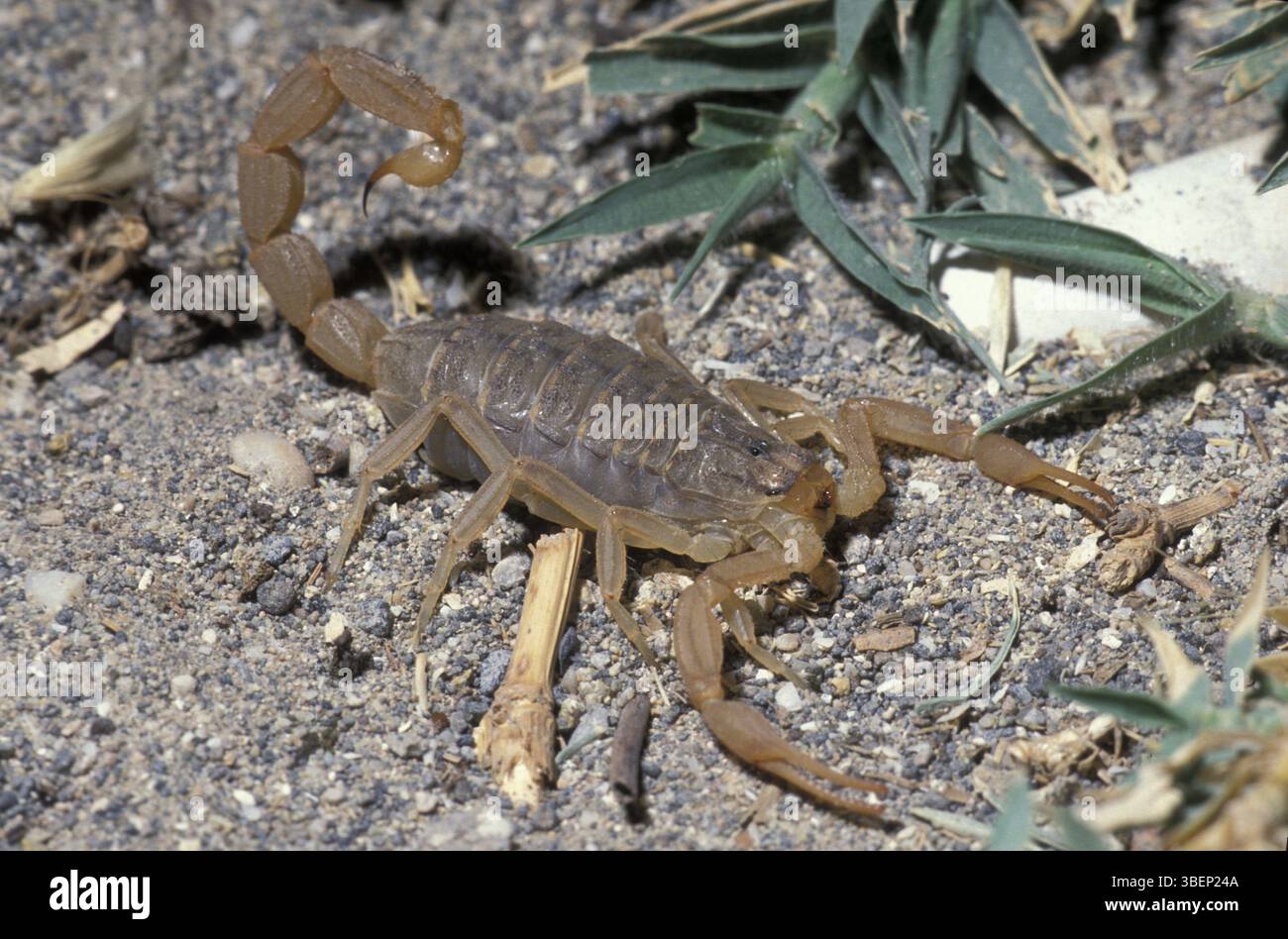 Scorpion (Mesobuthus gibbosus Stock Photo - Alamy