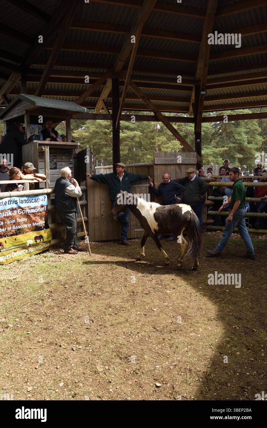 The livestock horse Auction ring in the New Forest. Hampshire UK Stock ...
