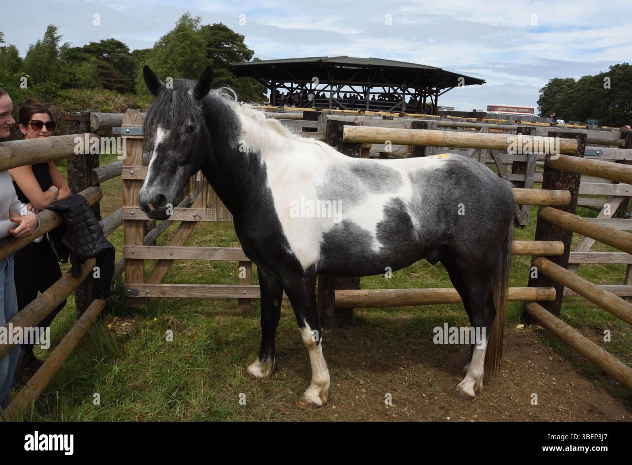 A horse with black and white markings in a wooden pen at the New Forest ...