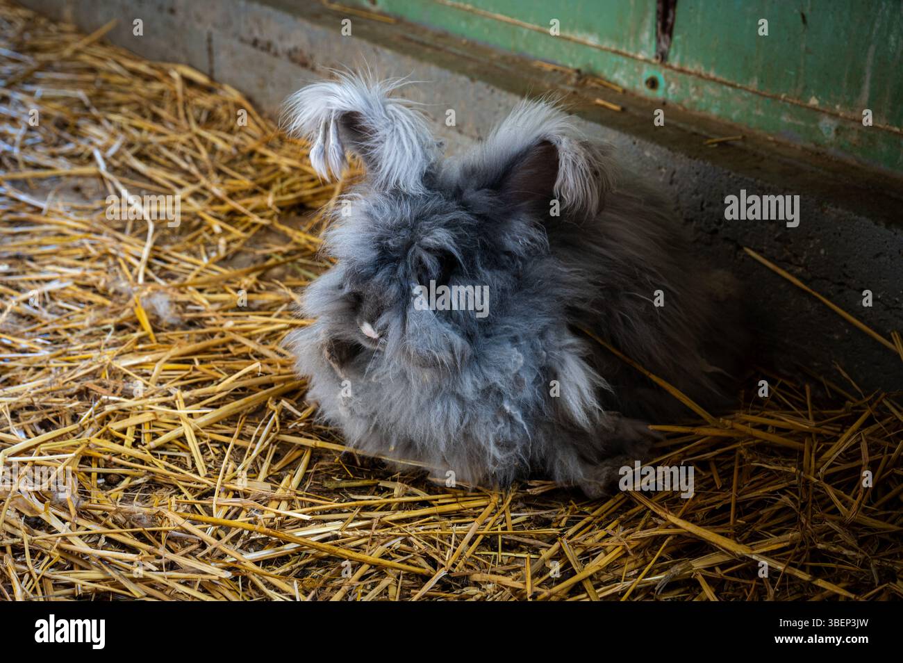 Cute little rabbits in cage hi-res stock photography and images - Alamy