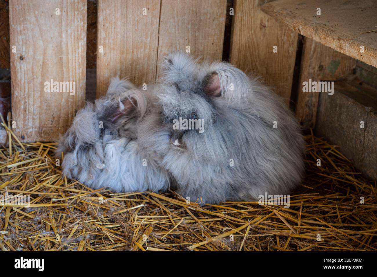 Two Cute Rabbits Sitting Together Stock Photo - Alamy