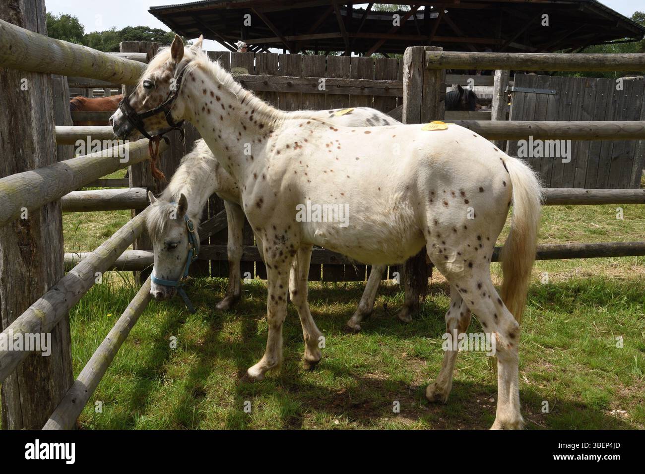 White wild horses in pens at the New Forest Commoners Livestock Society ...
