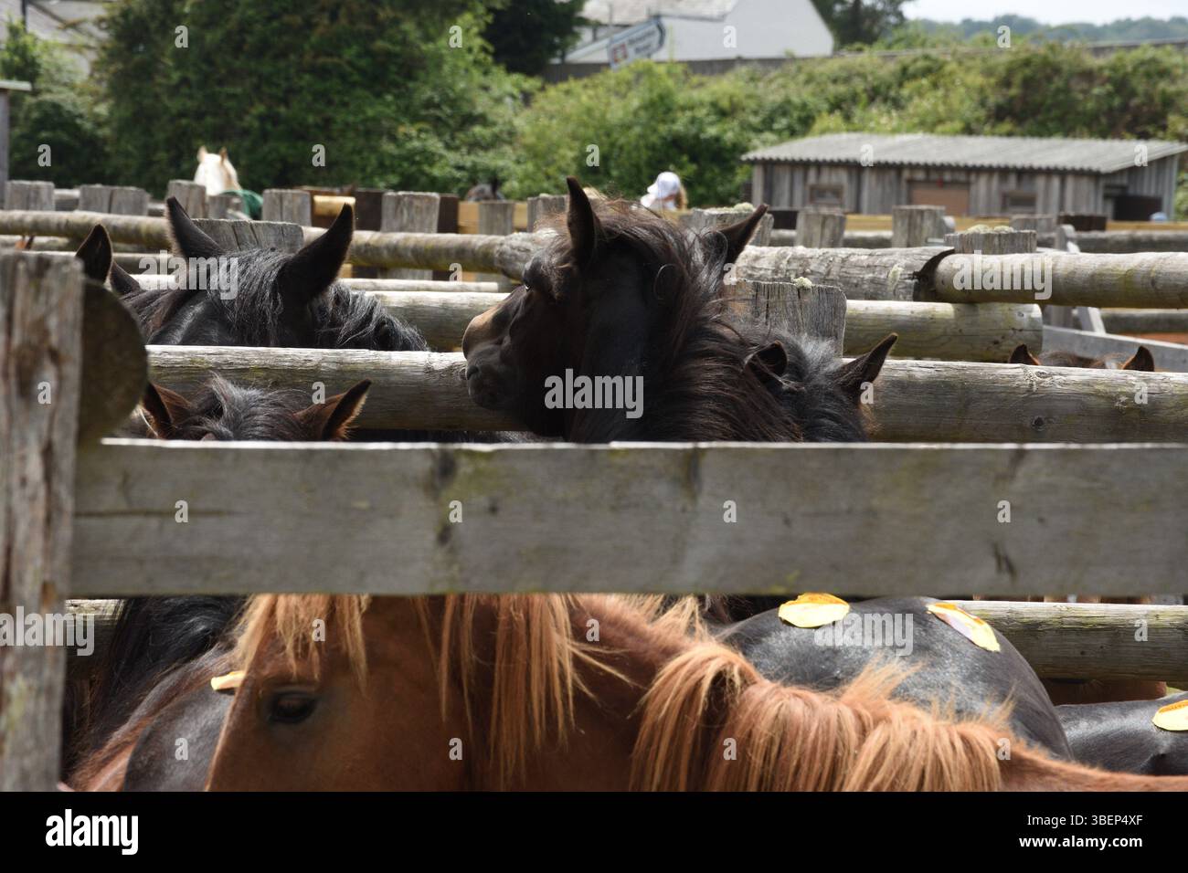 Wild horses in pens at the New Forest Commoners Livestock Society ...