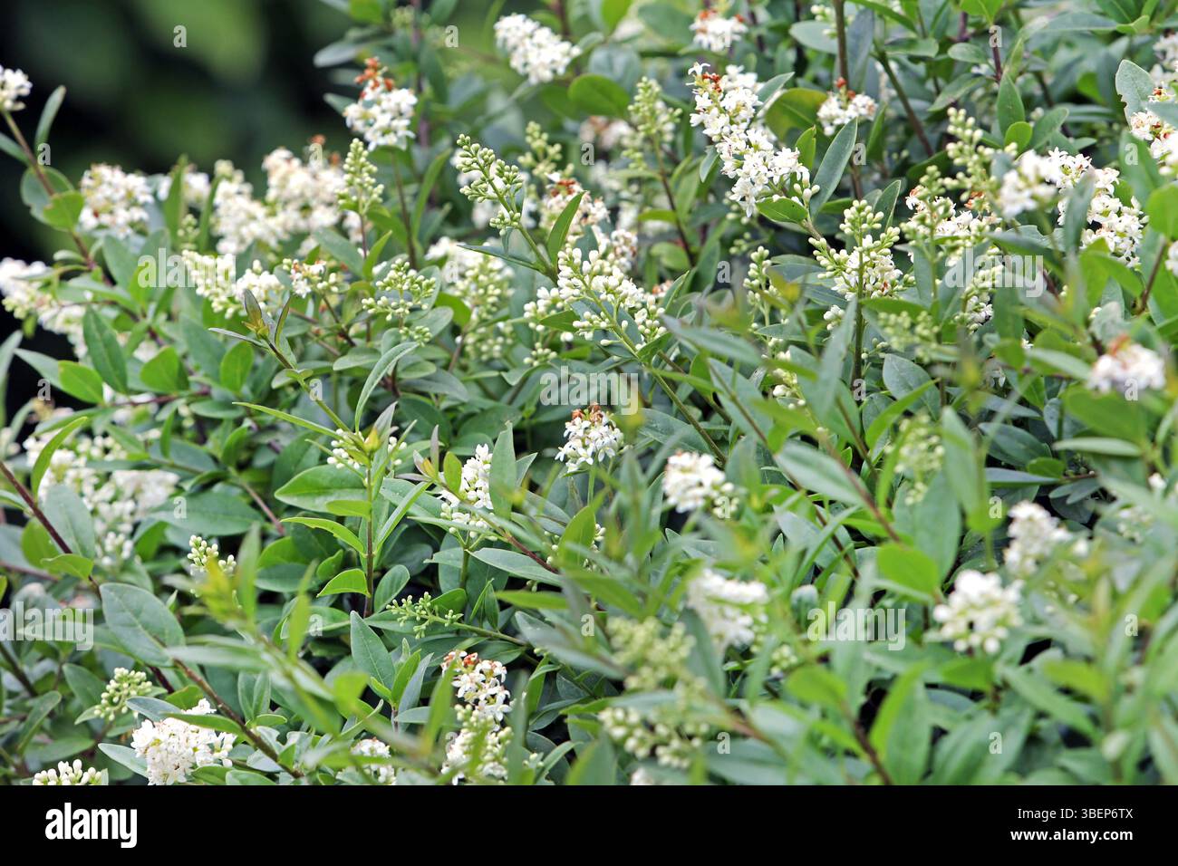 Liguster während der Blüte Eine Ligusterhecke zur Einfriedung von ...