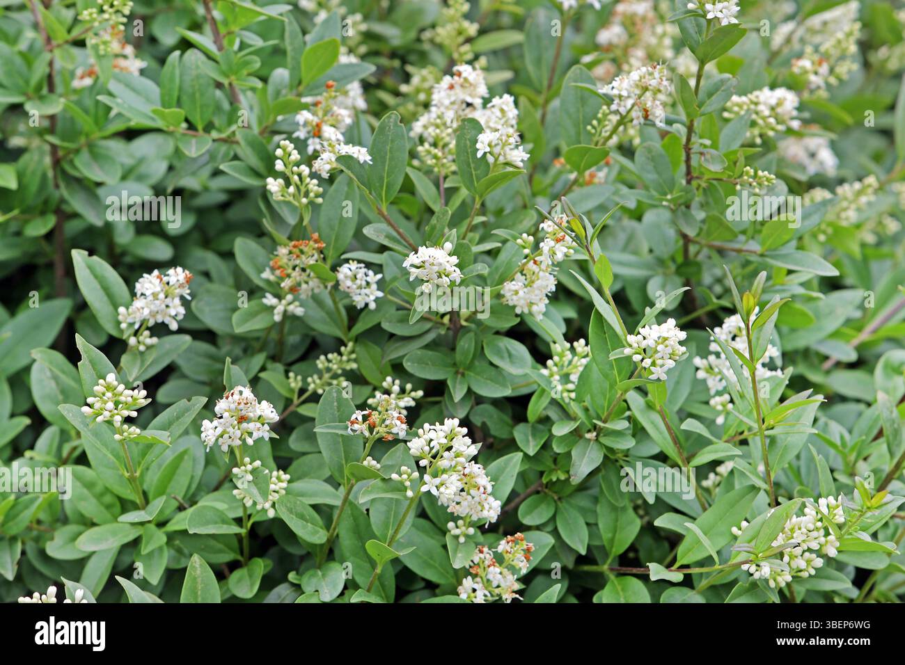 Liguster während der Blüte Eine Ligusterhecke zur Einfriedung von ...