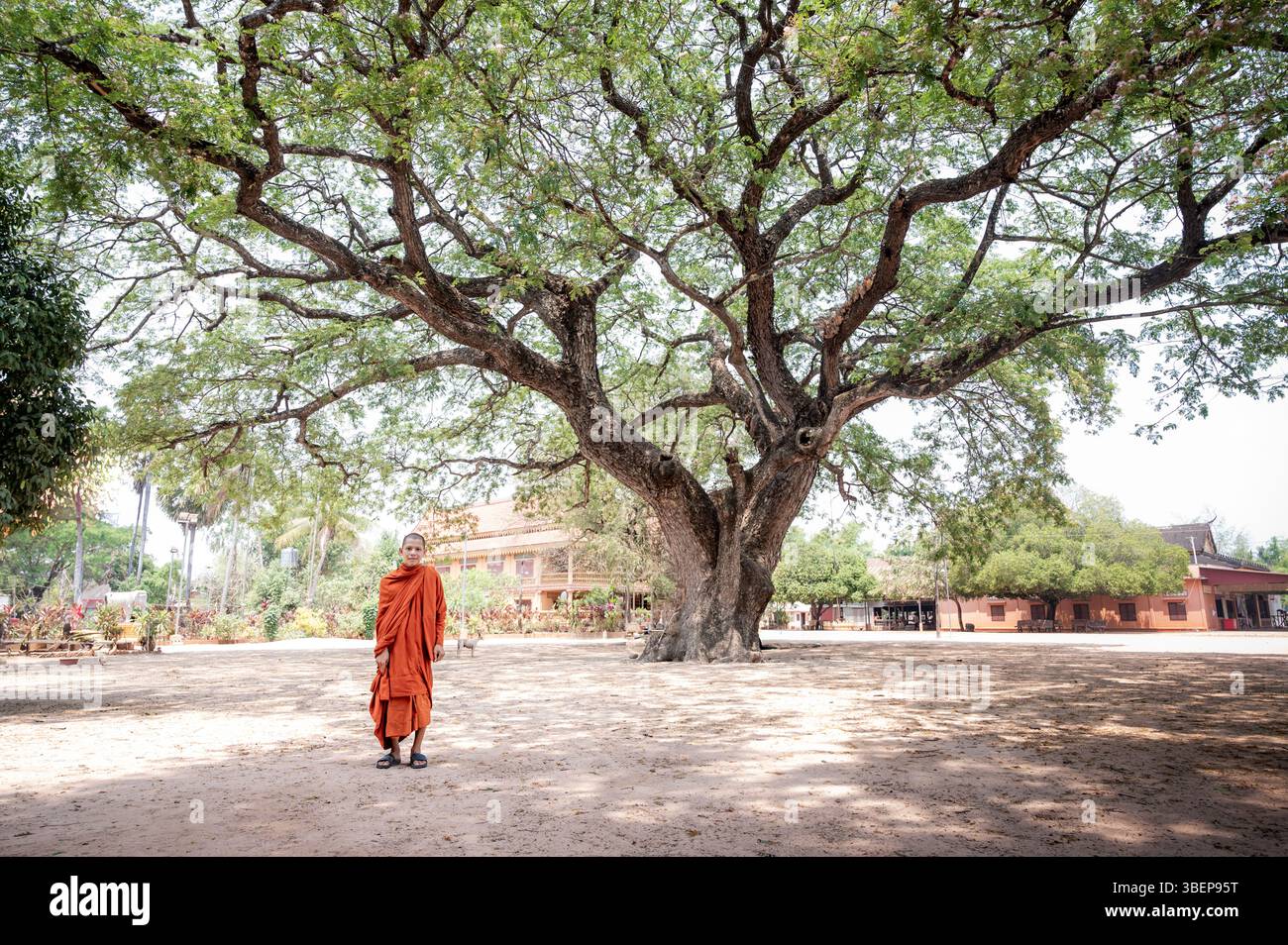 El monje y el árbol Stock Photo - Alamy