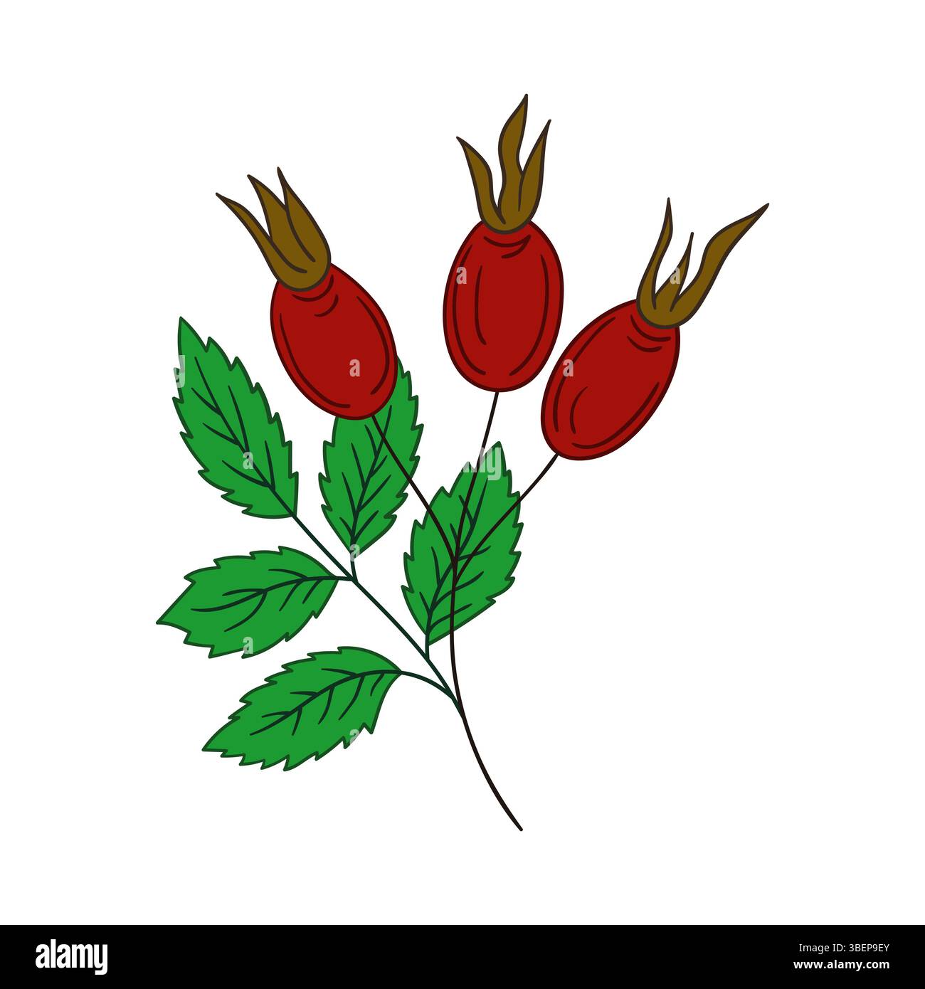 Cute flower illustration in hand draw style. Rosehip icon on white ...