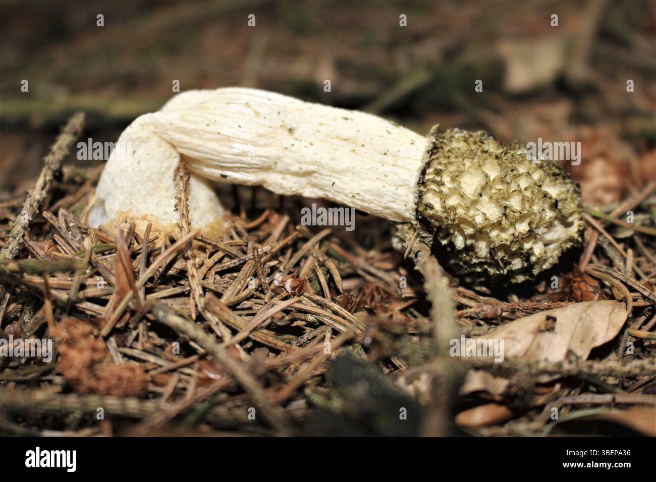 Common stinkhorn (Phallus impudicus Stock Photo - Alamy