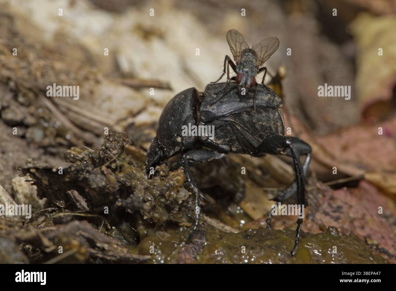 Matter pill moth (Sisyphus schaefferi Stock Photo - Alamy