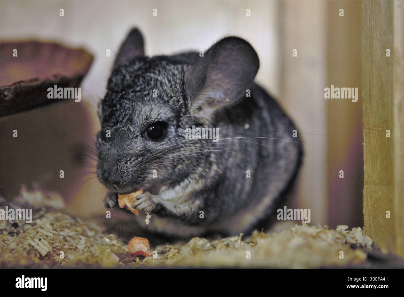 Chinchilla (Chinchilla lanigera Stock Photo - Alamy