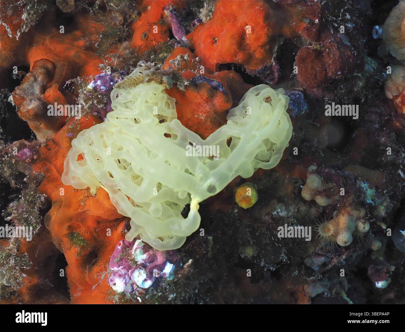 Meat sponge (Oscarella sp Stock Photo - Alamy