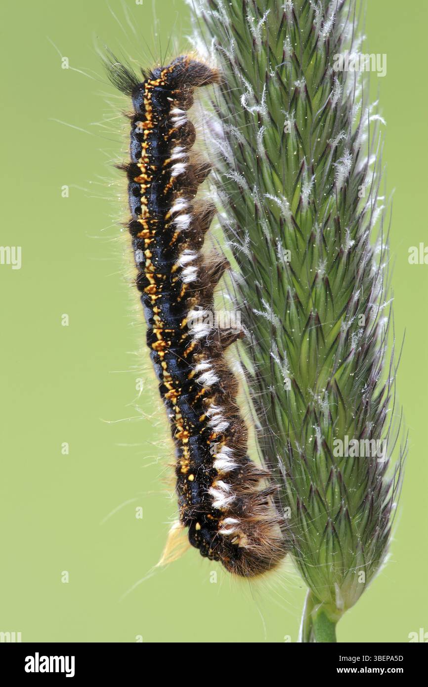 Butterfly caterpillar (Euthrix potatoria Stock Photo - Alamy