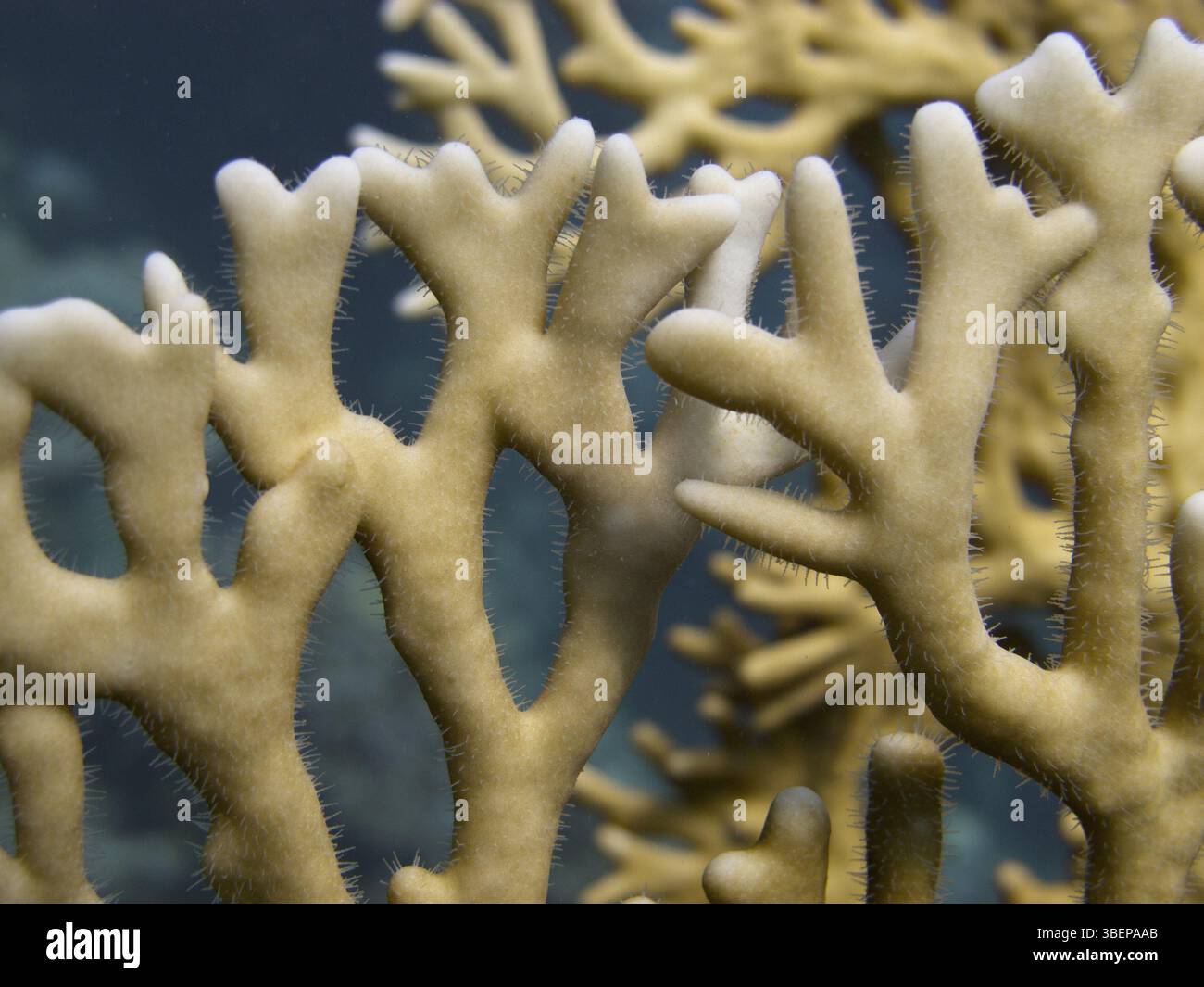 Fire coral in the Red Sea (Millepora sp Stock Photo - Alamy