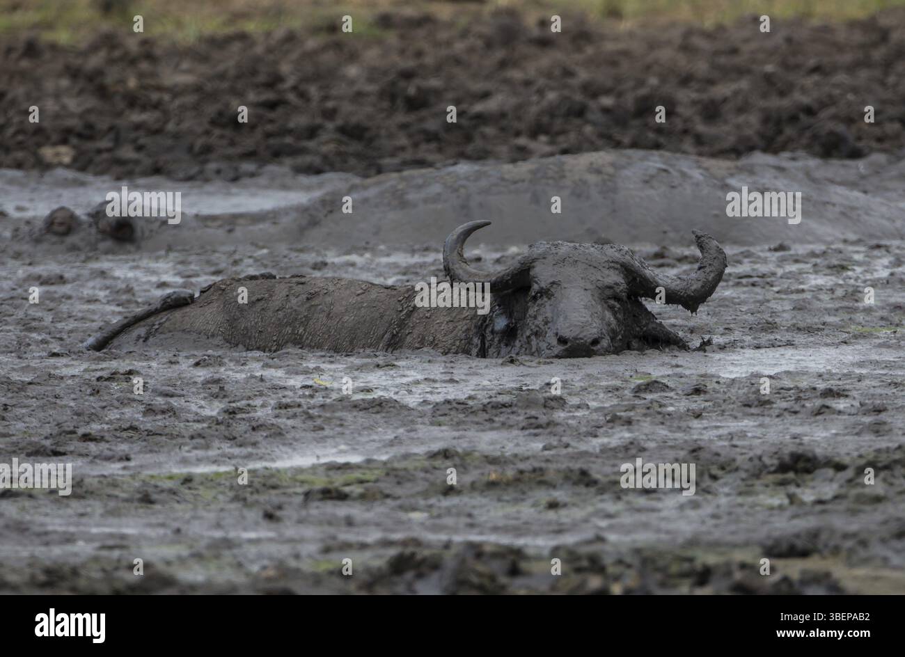Cape buffalo, mudbath (Syncerus caffer Stock Photo - Alamy
