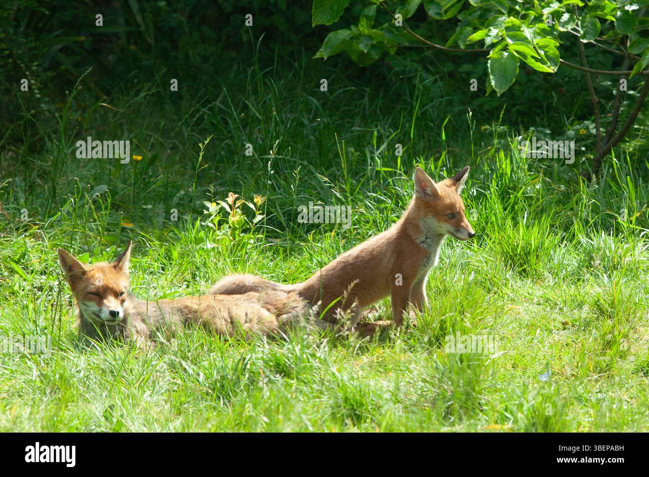 London, UK. 29th May, 2025. A fox vixen and one of her four cubs enjoy ...