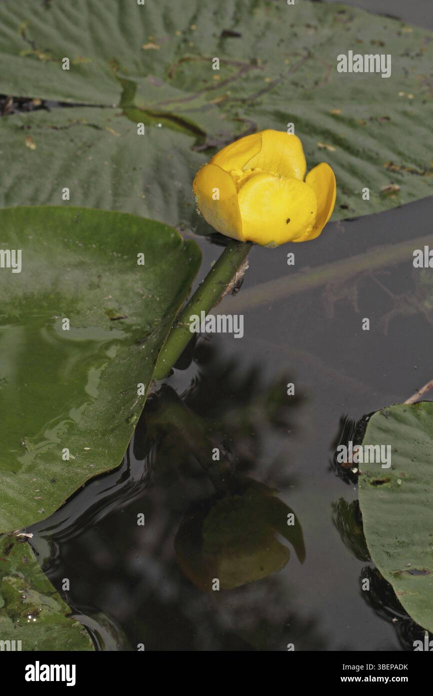 Nuphar variegata flower hi-res stock photography and images - Alamy