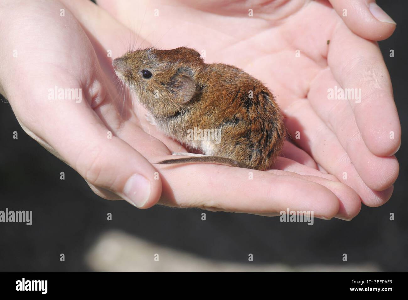 Red-backed vole (Myodes glareolus Stock Photo - Alamy