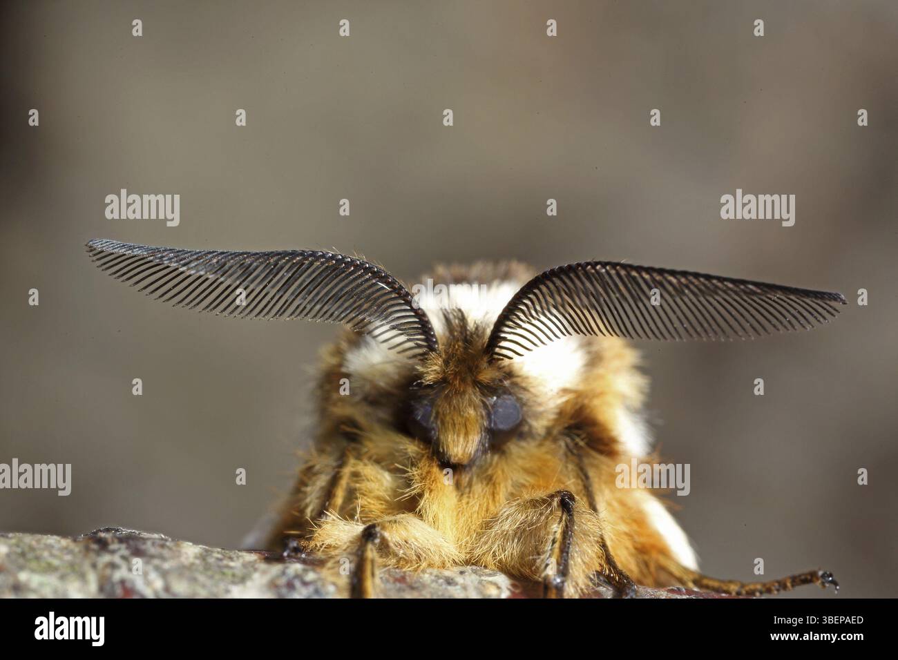 Birch moth (Endromis versicolora Stock Photo - Alamy