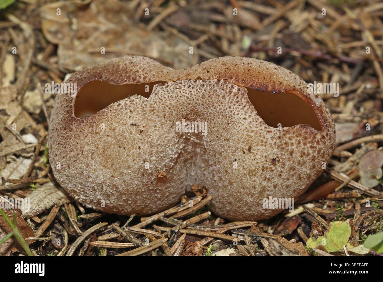 Common morel cup fungus (Disciotis venosa Stock Photo - Alamy
