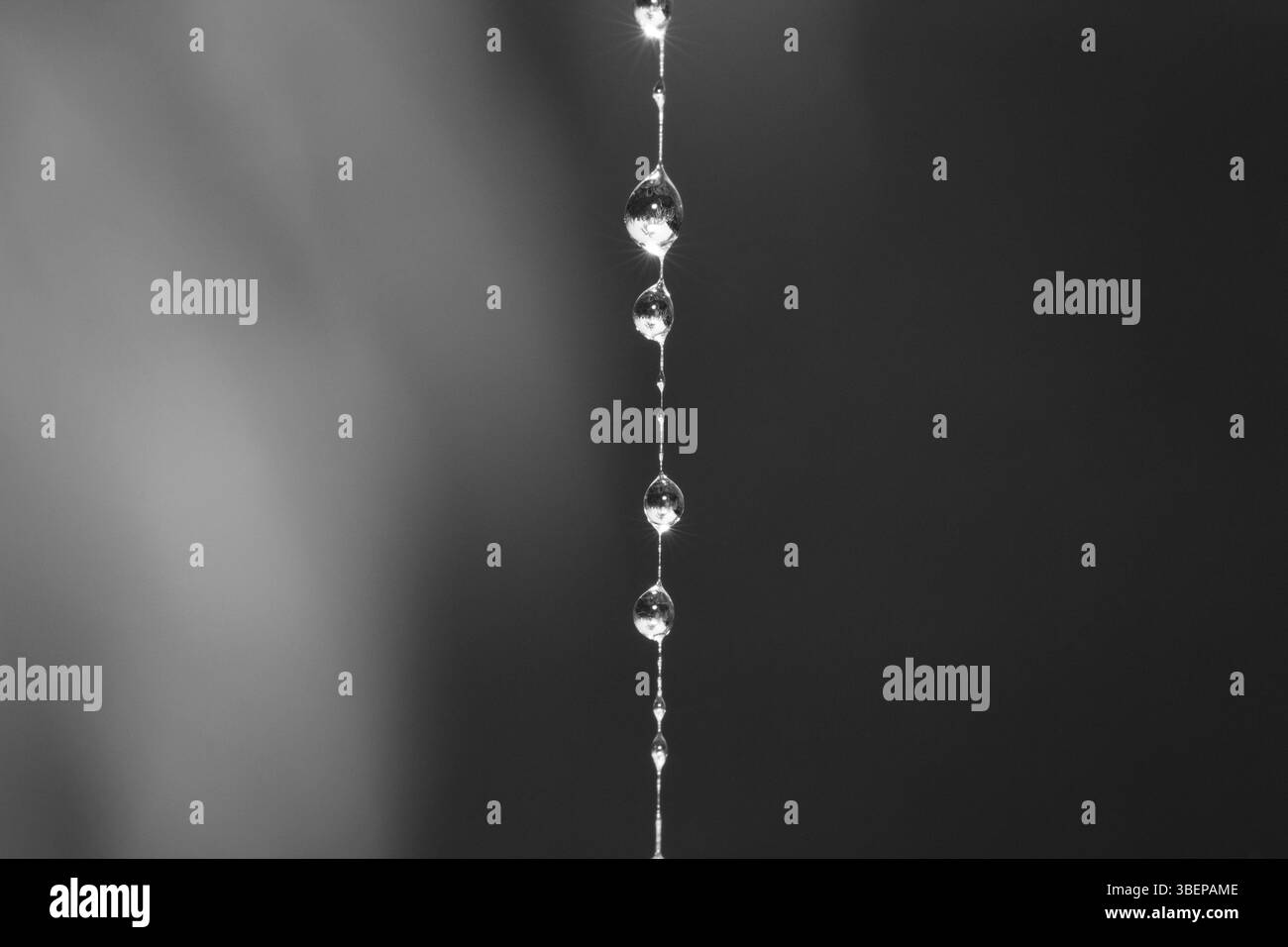 Water droplet chain on spider thread Stock Photo - Alamy