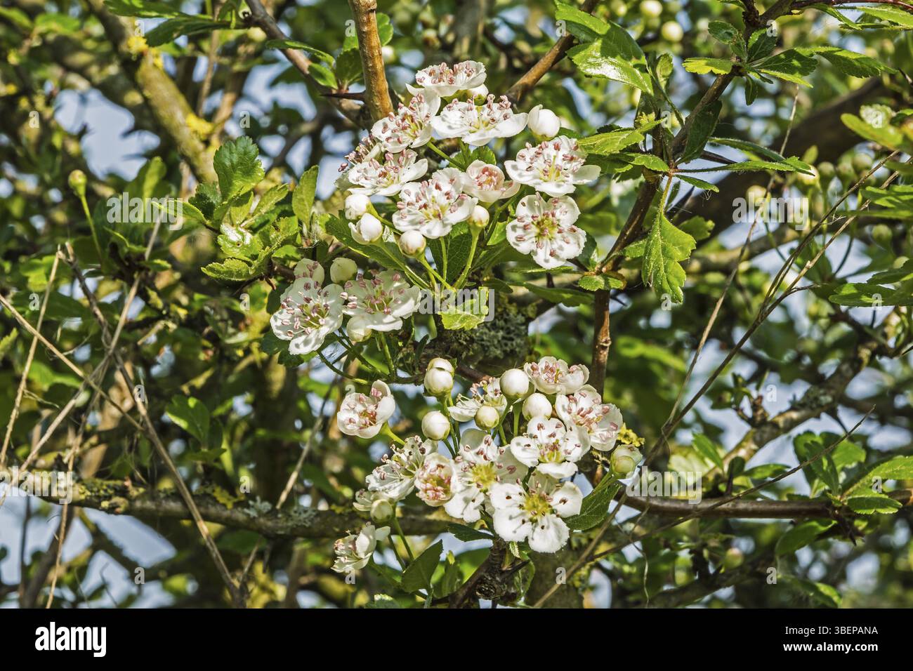 Midland hawthorn (Crataegus laevigata Stock Photo - Alamy