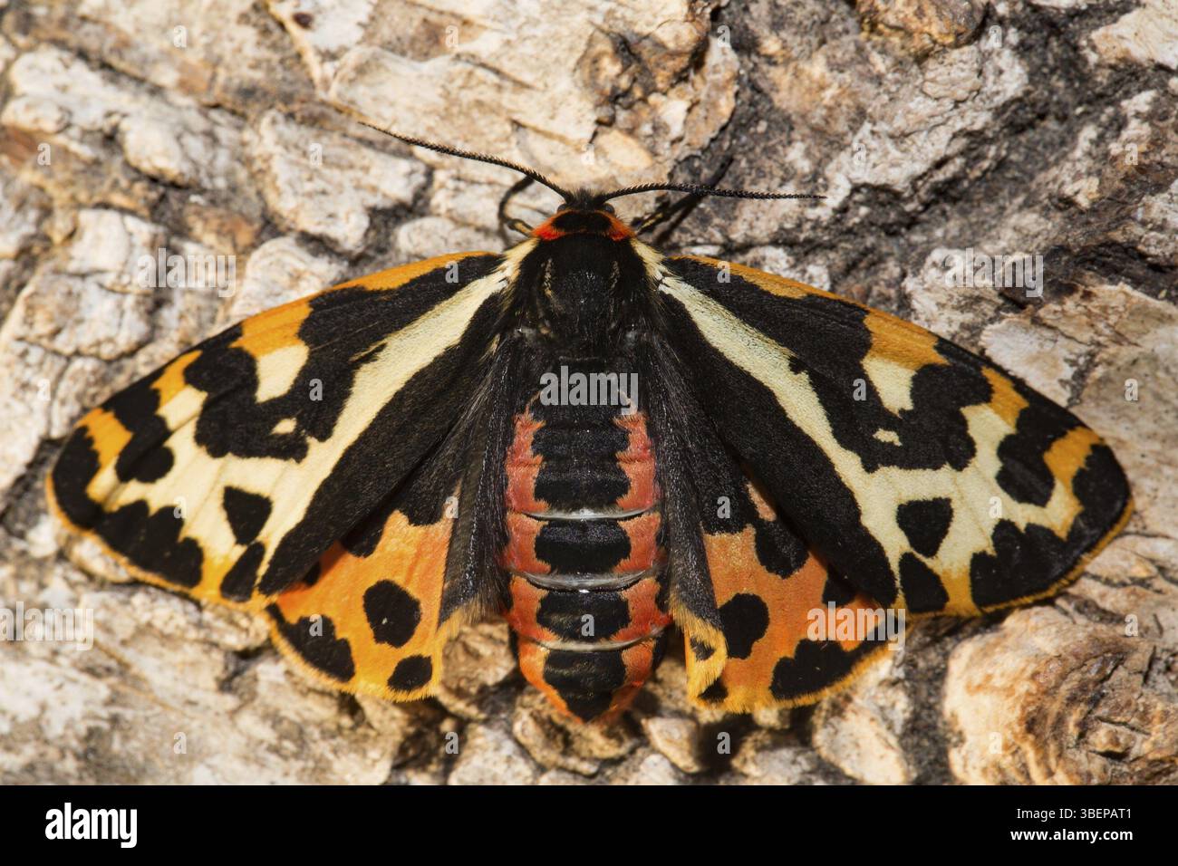 Plantain bear (Parasemia plantaginis Stock Photo - Alamy