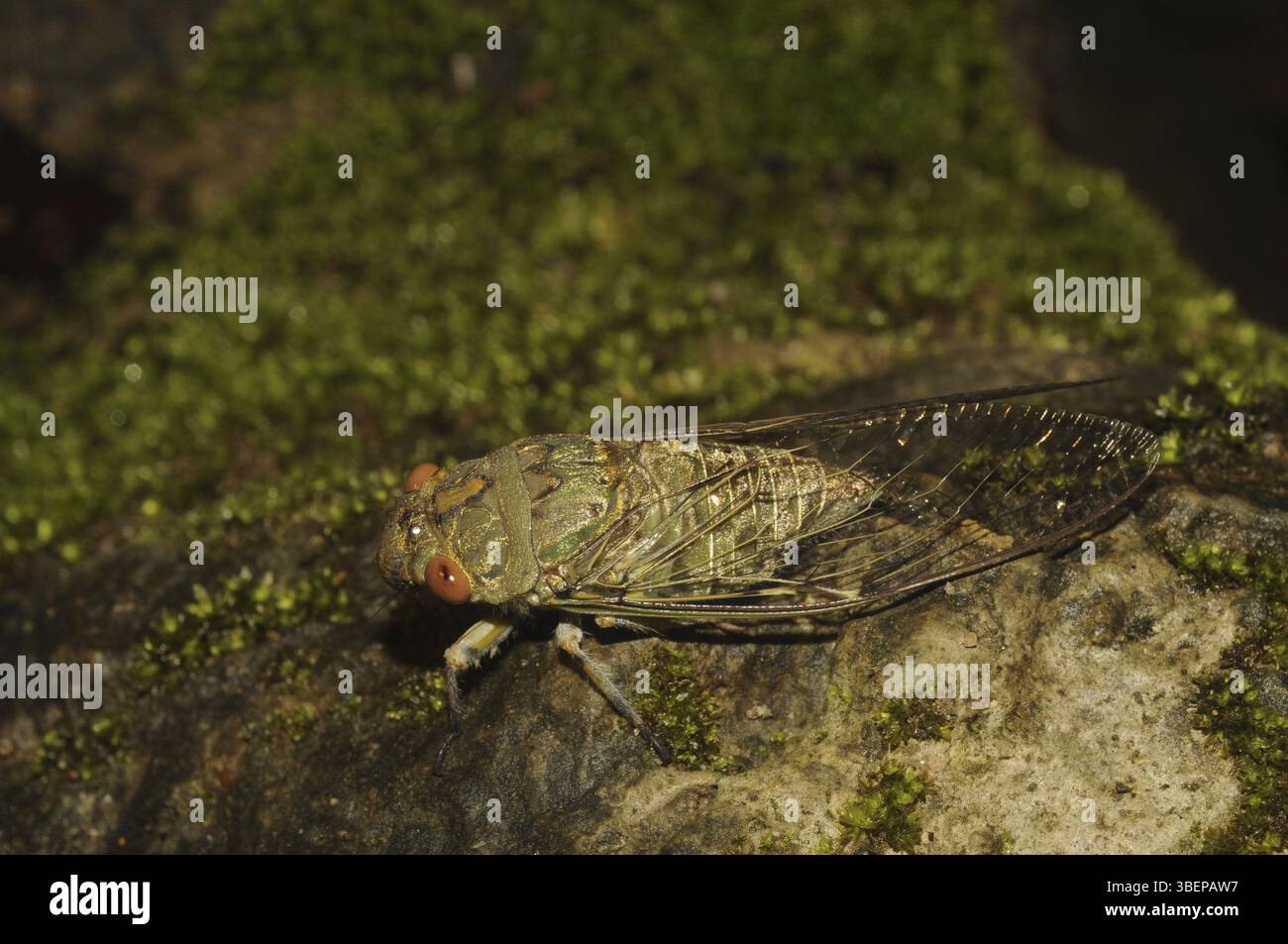 Thailand Cicada (Homoptera Stock Photo - Alamy