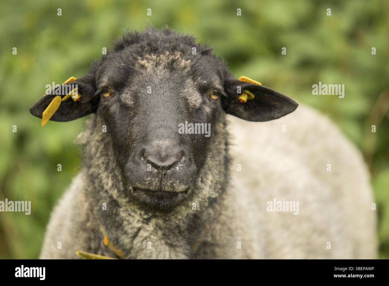 Pomeranian Coarsewool Sheep Stock Photo - Alamy