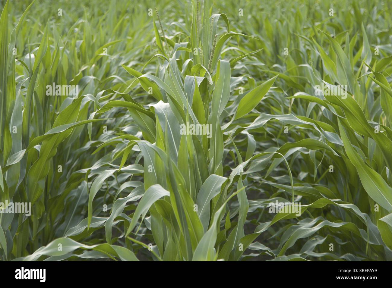 Maize field south america hi-res stock photography and images - Alamy