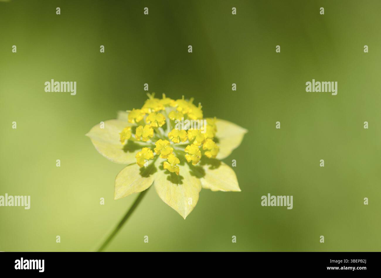 Long-leaved rabbit ear (Bupleurum longifolium Stock Photo - Alamy