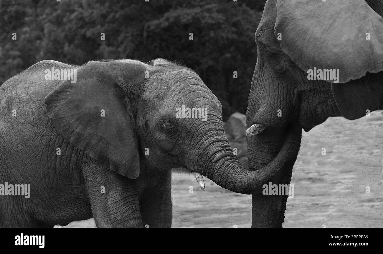 African elephant (African Elephantus Stock Photo - Alamy