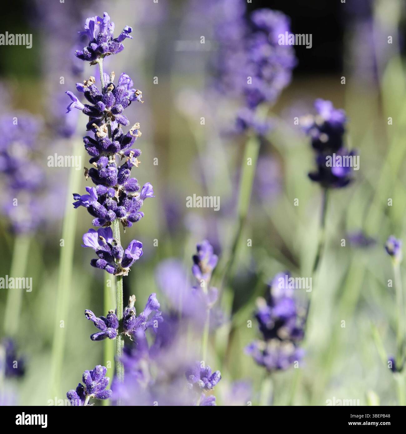 Lavender (lavandula augustifolia Stock Photo - Alamy