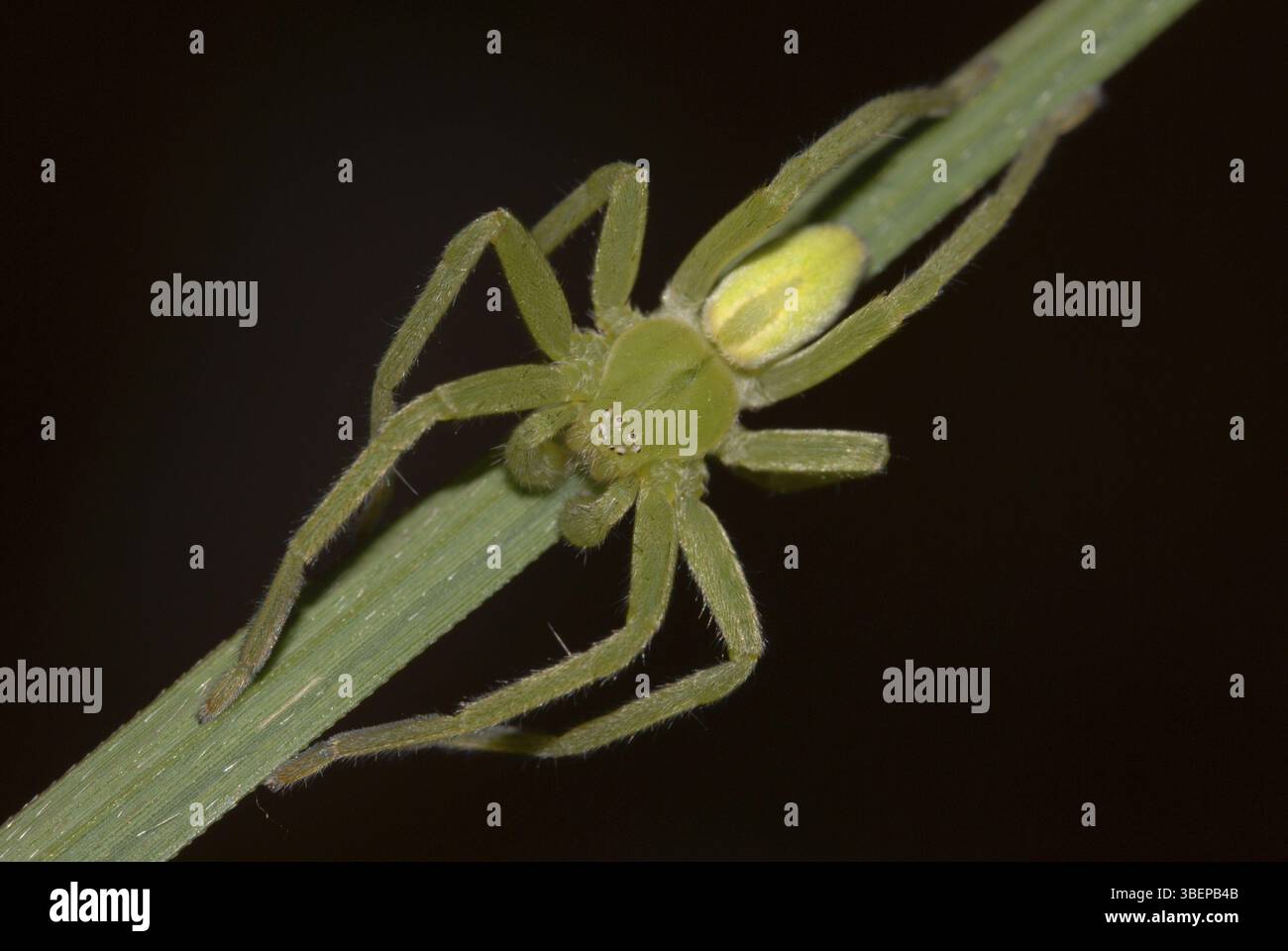 Hush spider (Micrommata virescens Stock Photo - Alamy