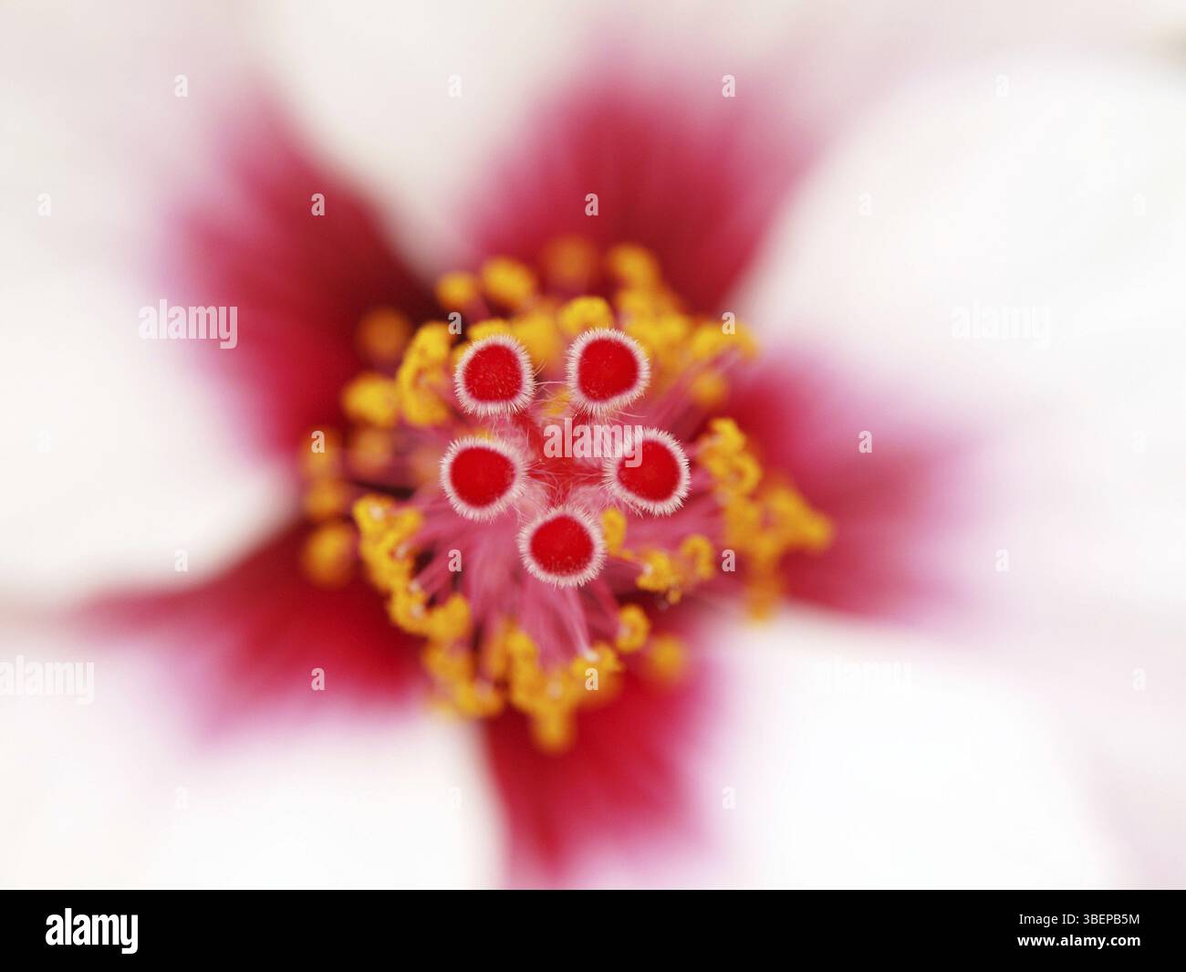 Hibiscus flower (Hibiscus sp Stock Photo - Alamy