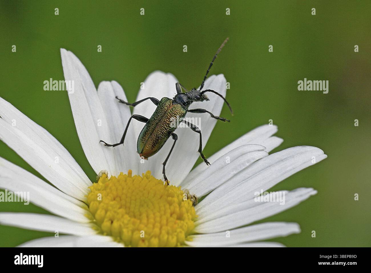 Bluebuck hi-res stock photography and images - Alamy