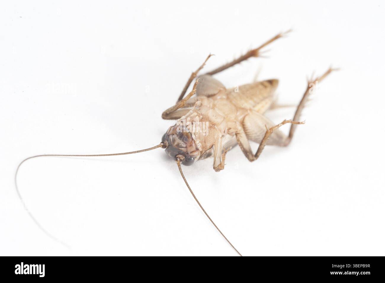Cricket (Acheta domestica Stock Photo - Alamy