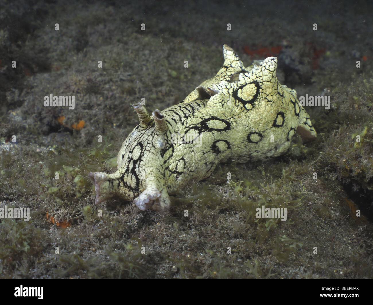 Lesser lumpfish (Aplysia dactylomela Stock Photo - Alamy