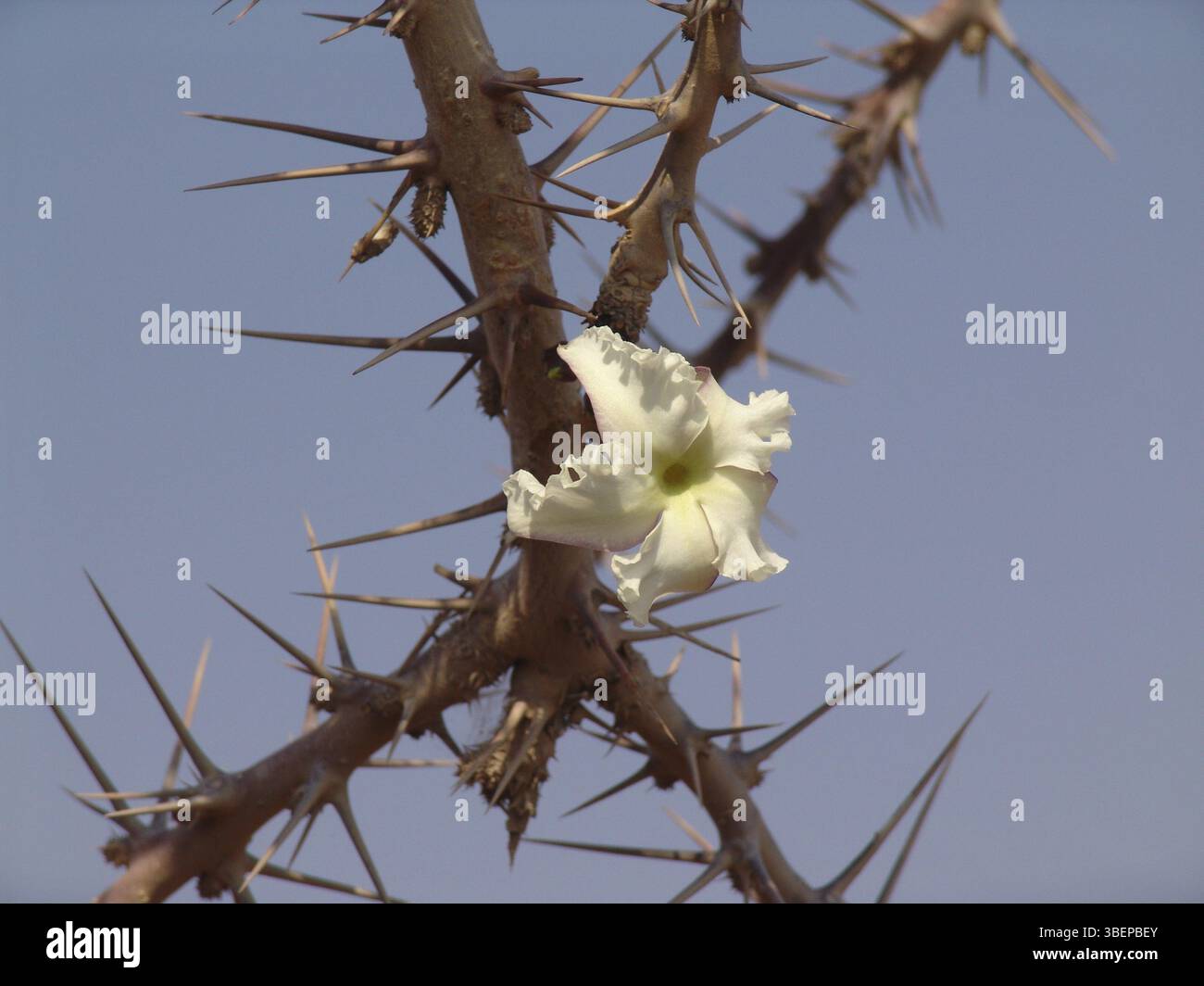 Bottle tree (Pachypodium lealii Stock Photo - Alamy