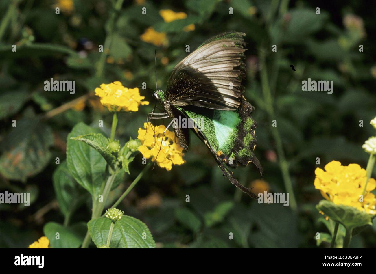 Papilio sp hi-res stock photography and images - Alamy