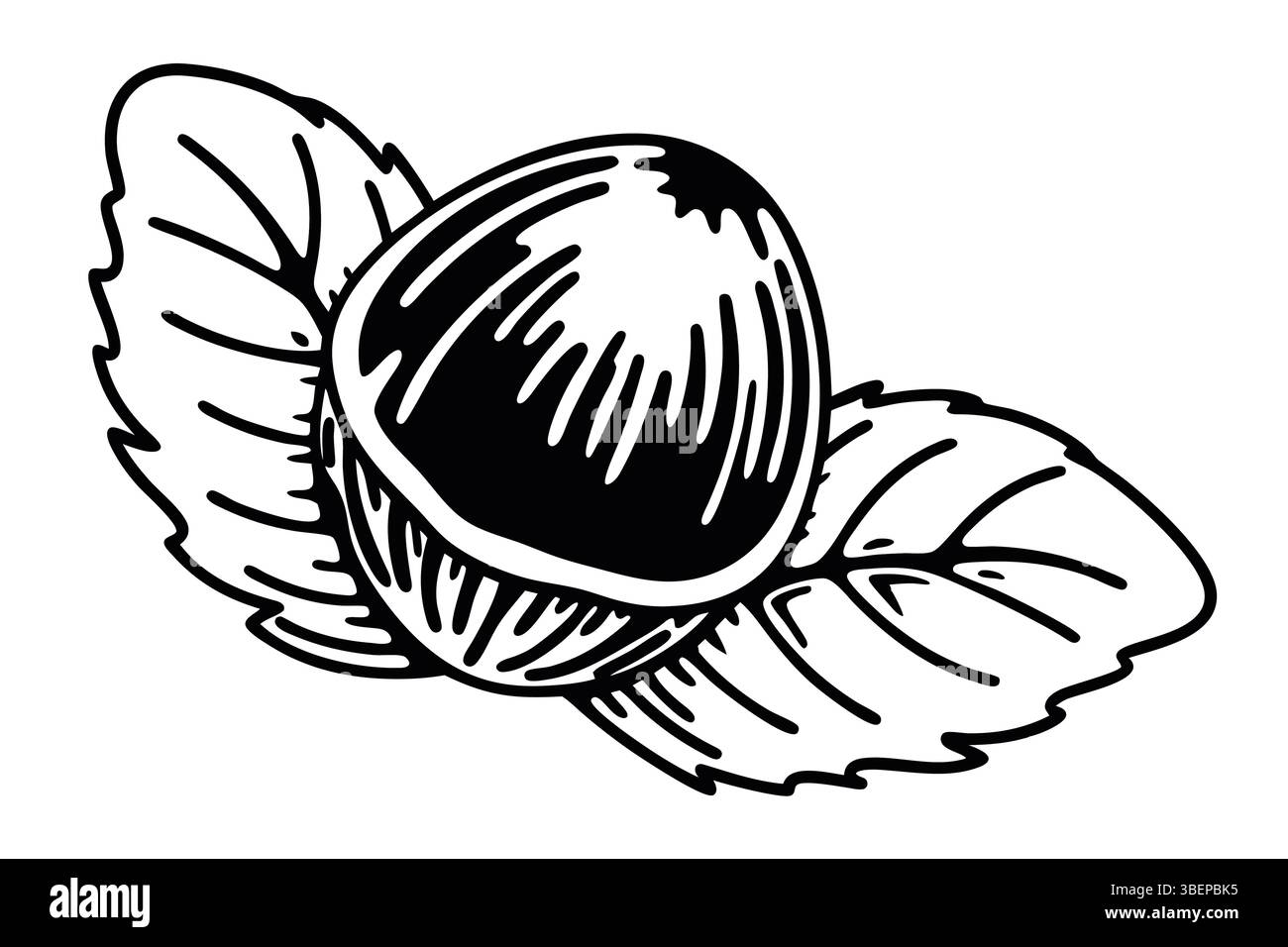 Minimalist Hazelnut Illustration with Leaves in Black and White a Hand ...