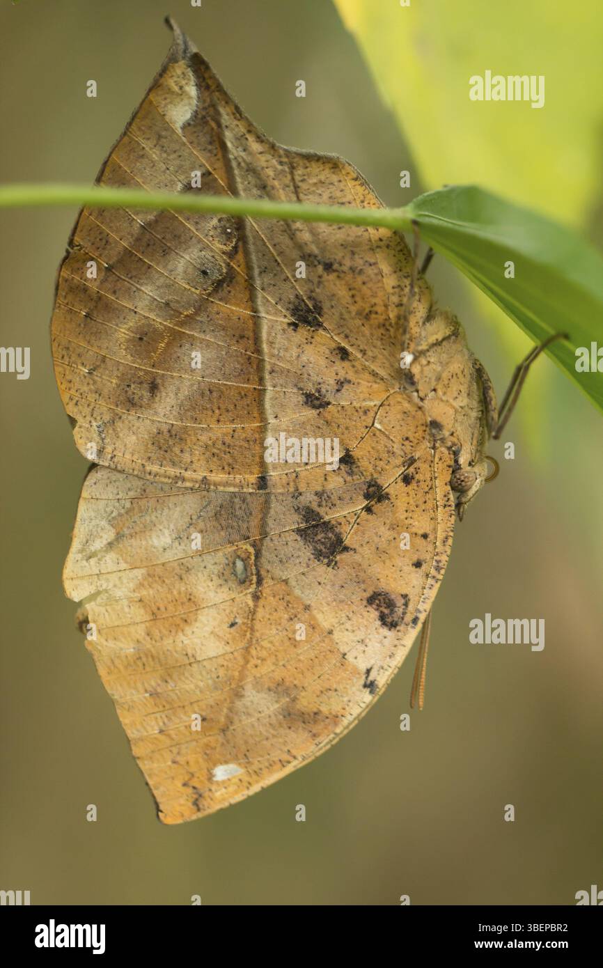 Indian leaf butterfly (Kallima inachus Stock Photo - Alamy