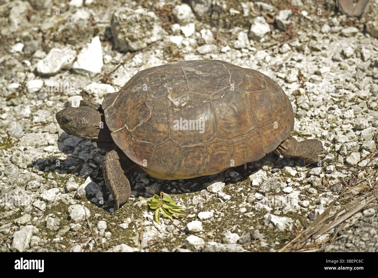 Georgia gopher tortoise (Gopherus polyphemus Stock Photo - Alamy