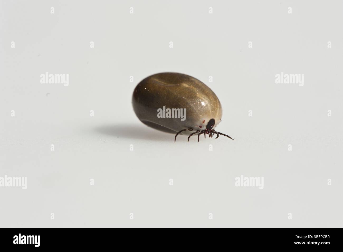 Ixodes ricinus tick mite hi-res stock photography and images - Alamy