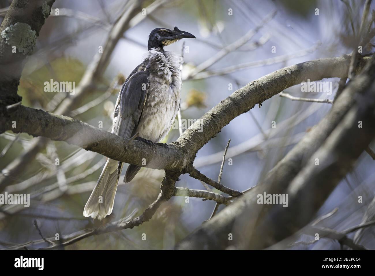 Australian leatherhead hi-res stock photography and images - Alamy