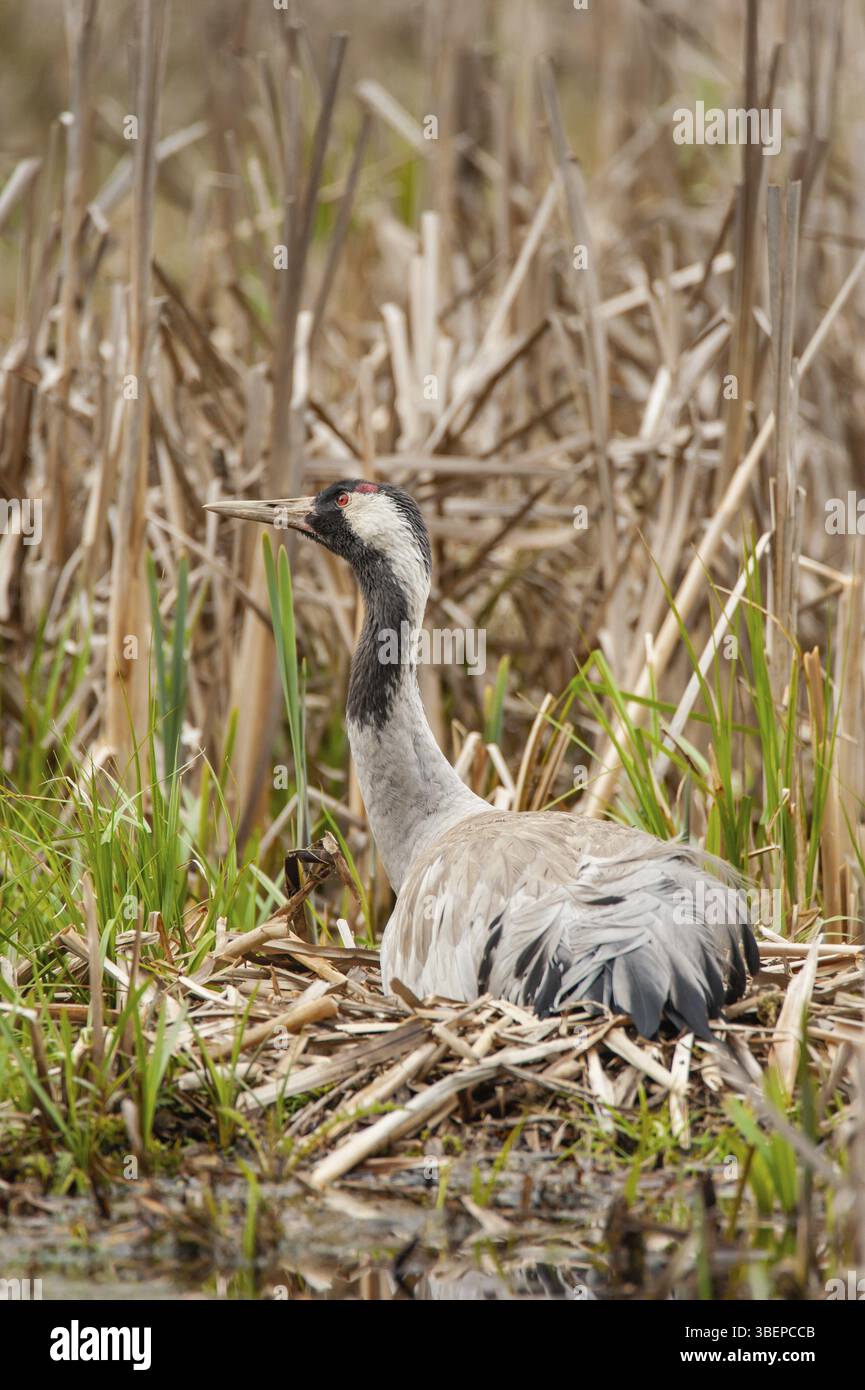 Crane grus on breeding hi-res stock photography and images - Alamy