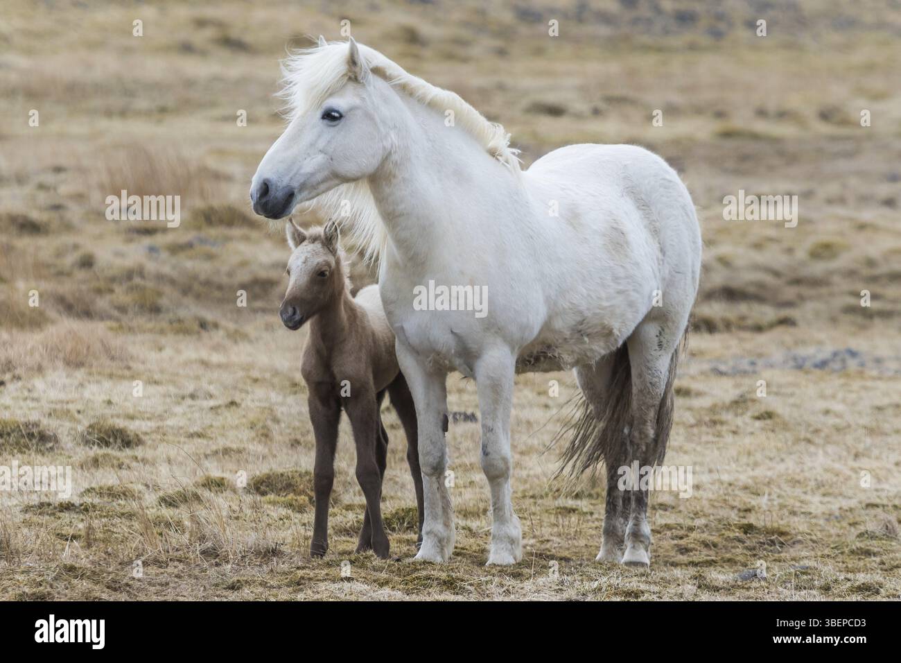 Icelandic mare with foal (Equus ferus caballus Stock Photo - Alamy